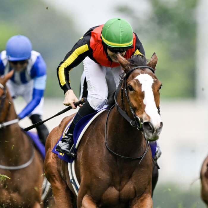 投票｜みんなでつくる名馬ポスター | JRA70周年特設サイト｜JRA