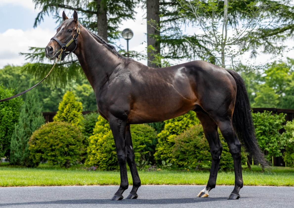 キタサンブラック＆イクイノックス|親仔年度代表馬の物語|サラブレッドがつなぐ夢（サラブレッドの一生紹介） | JRA70周年特設サイト｜JRA